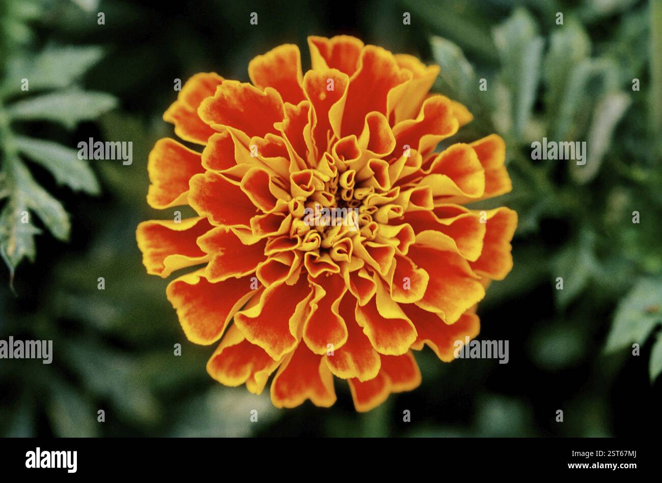 Many blooming marigold flowers hi-res stock photography and images - Alamy