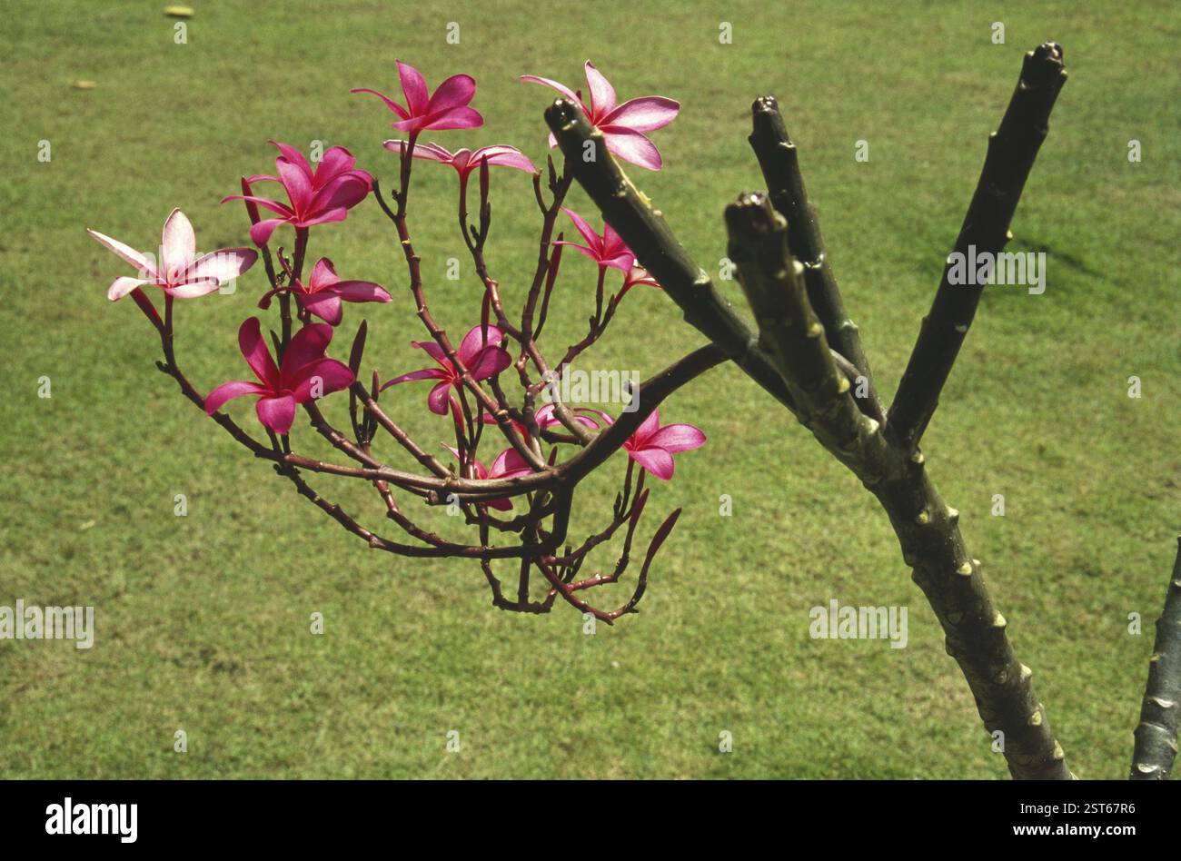 Champak hi-res stock photography and images - Alamy