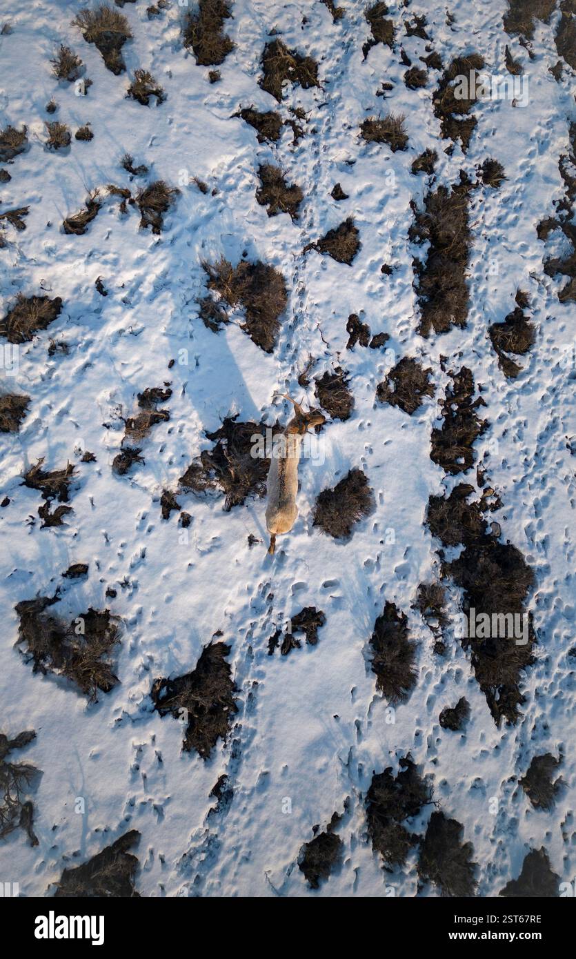 Elk hoof prints hi-res stock photography and images - Alamy