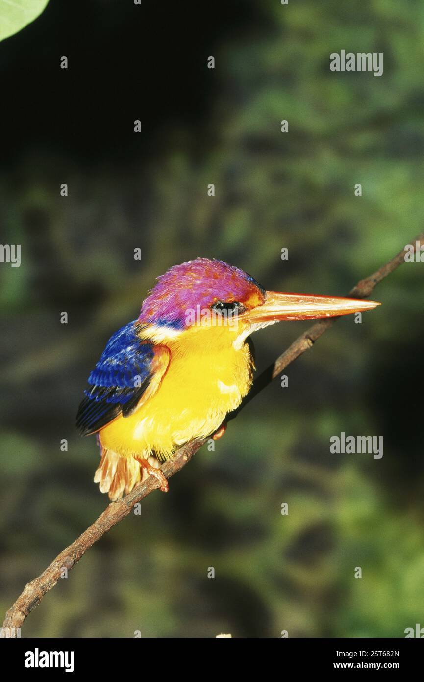 Birds, Oriental Dwarf Kingfisher Ceyx Erithacus Stock Photo - Alamy