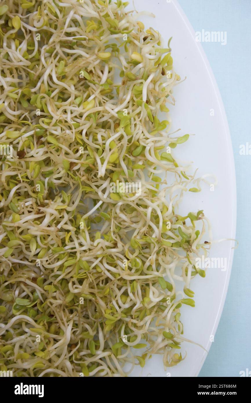 Alfa alfa sprout, Ghoraghas, Rajka, Natural Health food, Minerals like ...