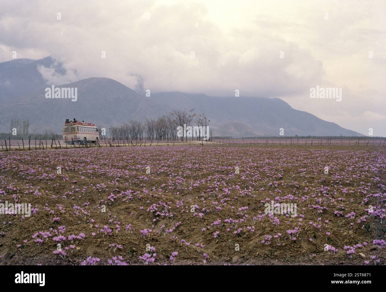 Pampore road hi-res stock photography and images - Alamy