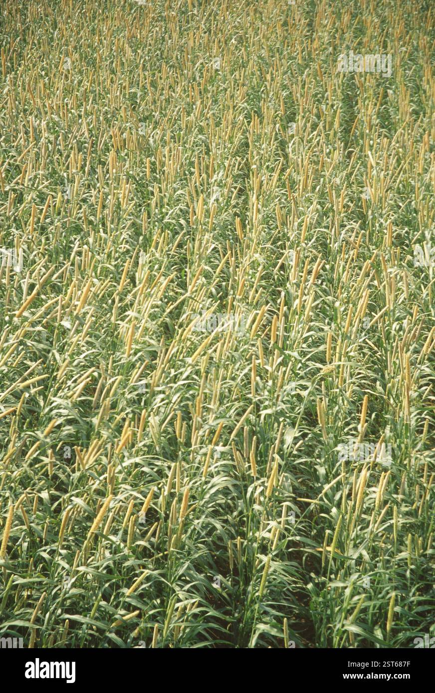 Agriculture land india hi-res stock photography and images - Alamy