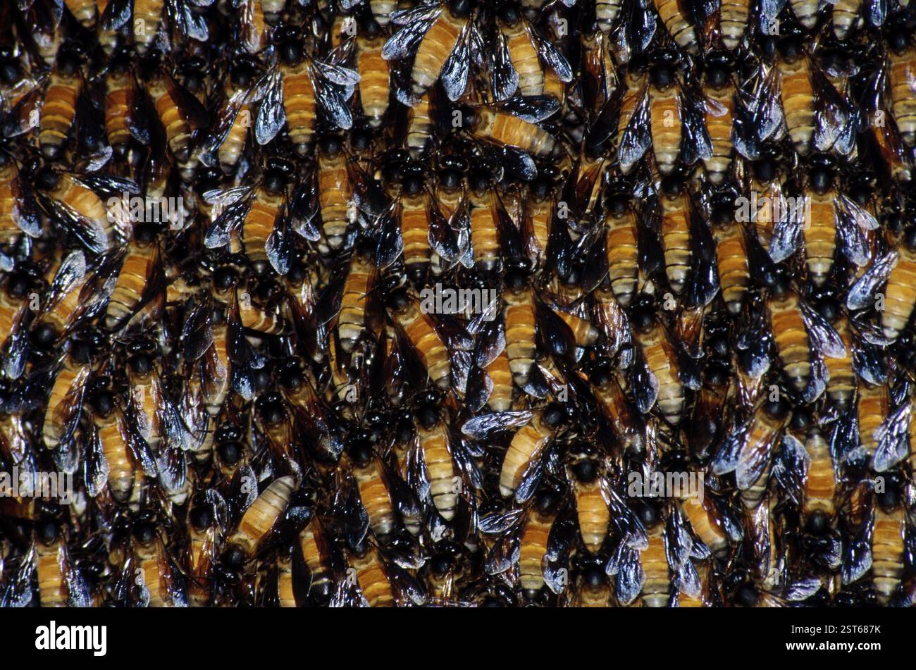 Insects, Indian Rock Bee Apis dorsaka, Wild Honey Bees Stock Photo - Alamy