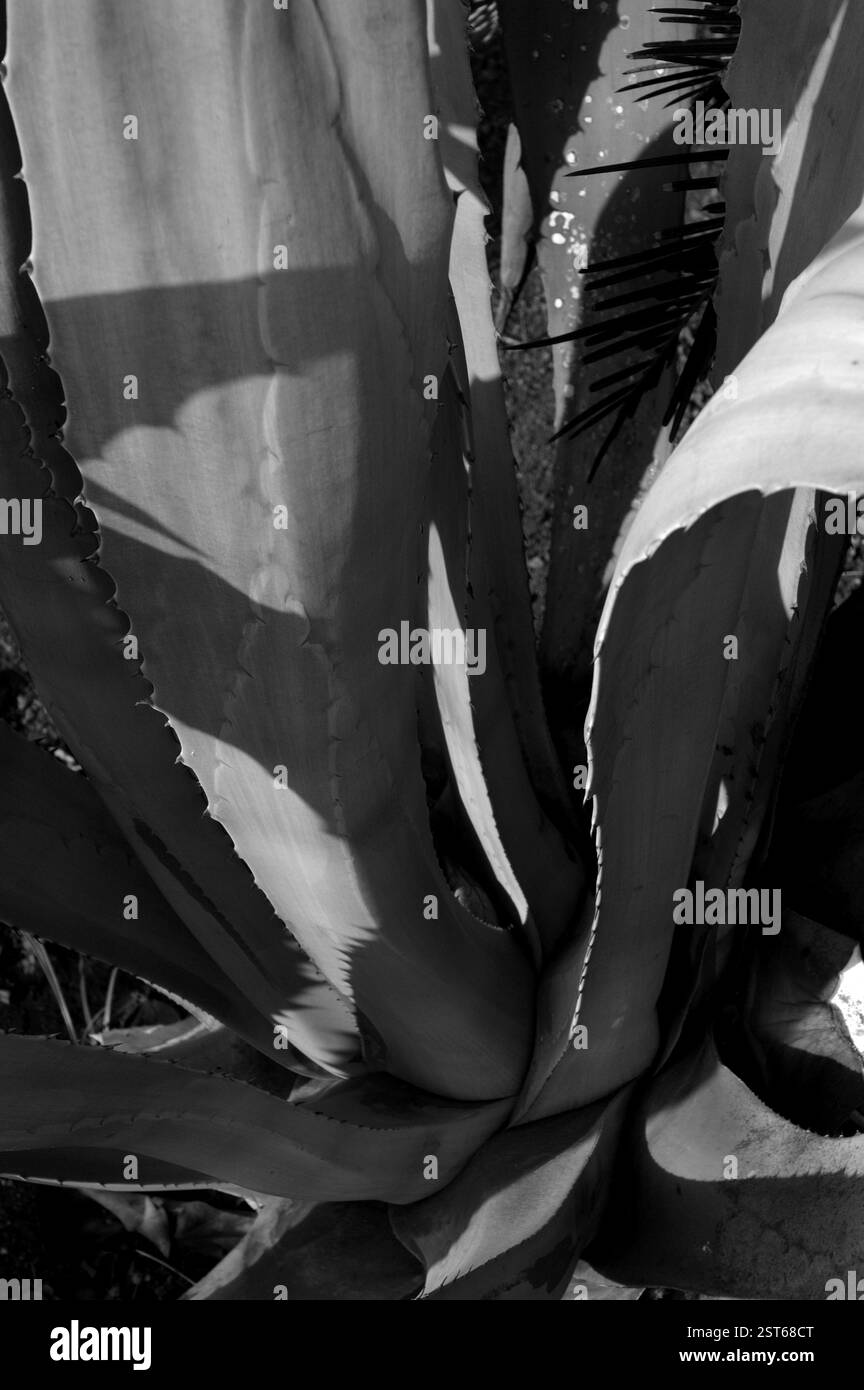 Vine cactus Black and White Stock Photos & Images - Alamy