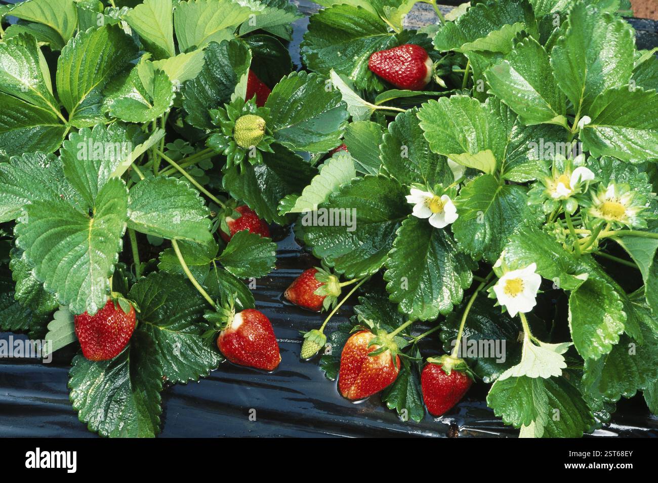 Fruits, food, red strawberries growing in field, mahabaleshwar ...