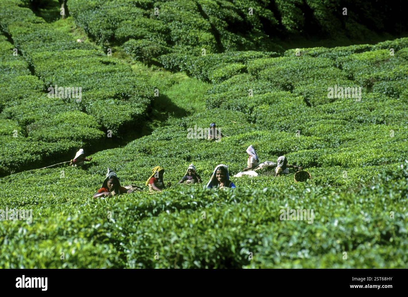 Woman plucking tea leaves, Tea Garden, munnar, india Stock Photo - Alamy
