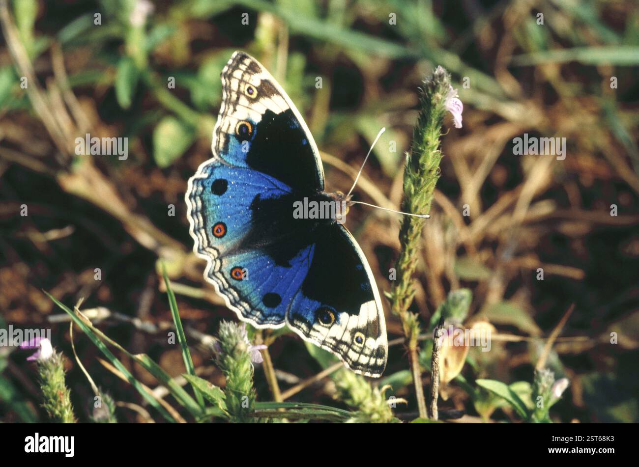 Pterygote insects hi-res stock photography and images - Alamy