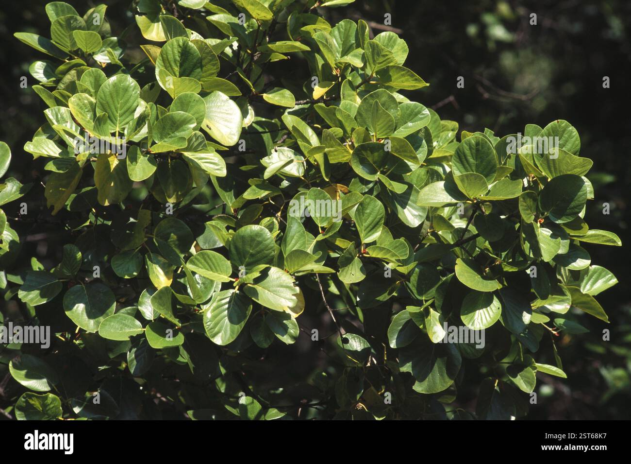 Gular fig hi-res stock photography and images - Alamy