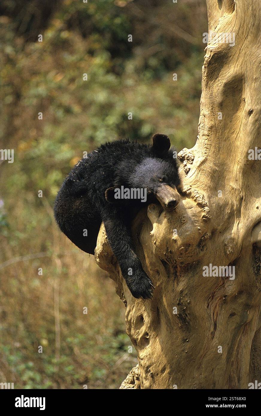 Himalaya Black Bear (selenarctos thibetanus), Manas wildlife sanctuary ...