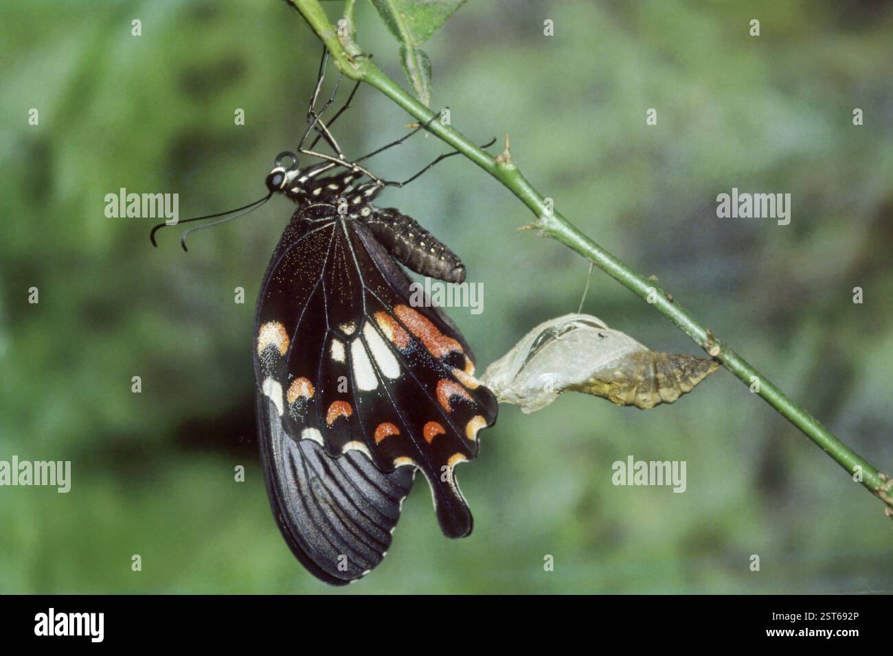 Common Mormon Butterfly Stock Photo - Alamy