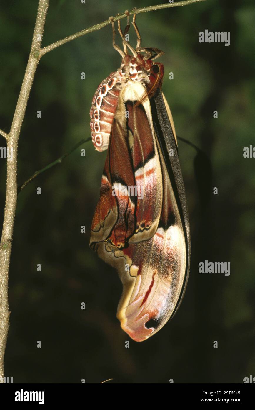 Insects, Butterfly, Emergence Sequence Atlas Moth Attacus World Largest ...