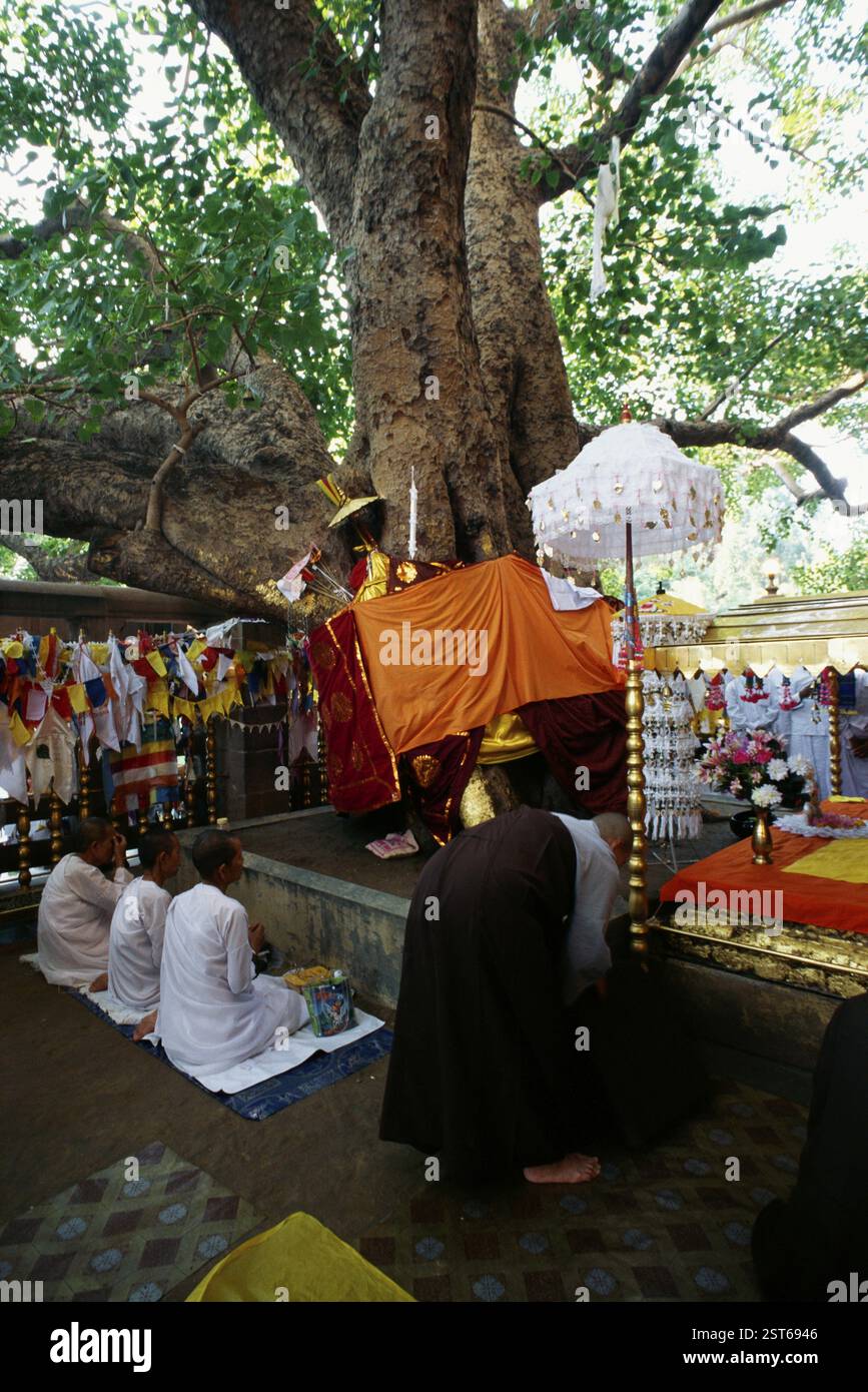 Sacred Bodhi tree, Bodhgaya, Bihar, India, Asia Stock Photo - Alamy