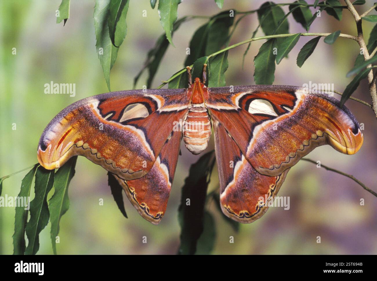 Atlas Moth, Atlacus atlas, largest moth in the world Stock Photo - Alamy