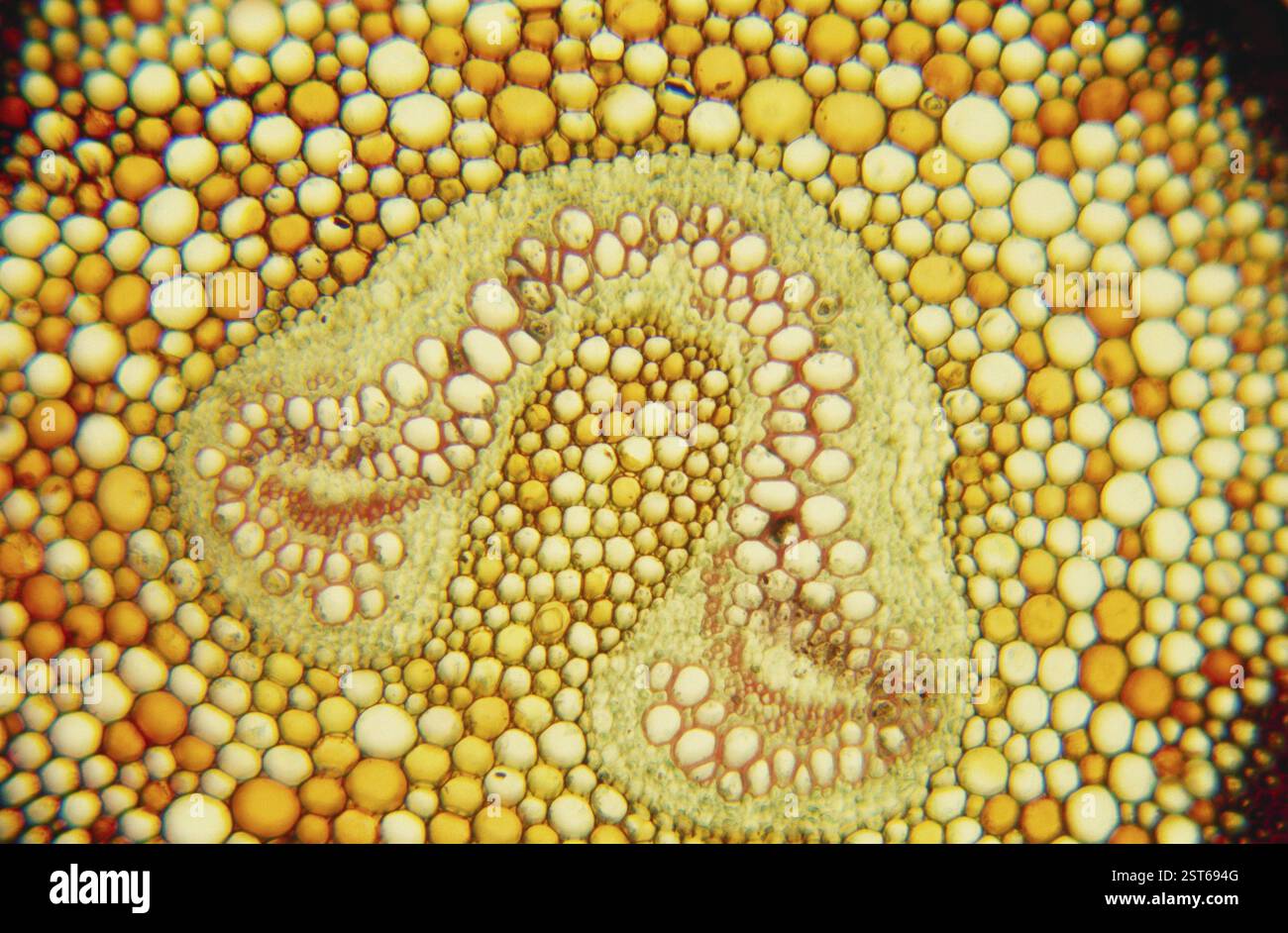 100x magnification hi-res stock photography and images - Alamy