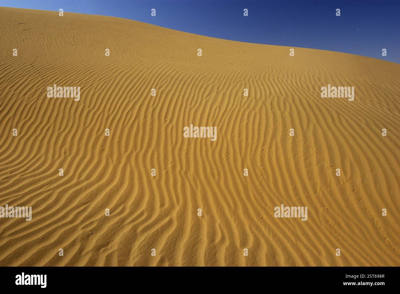 Sand Dunes thar desert, Sam Sand Dunes, Jaisalmer, Rajasthan, India ...
