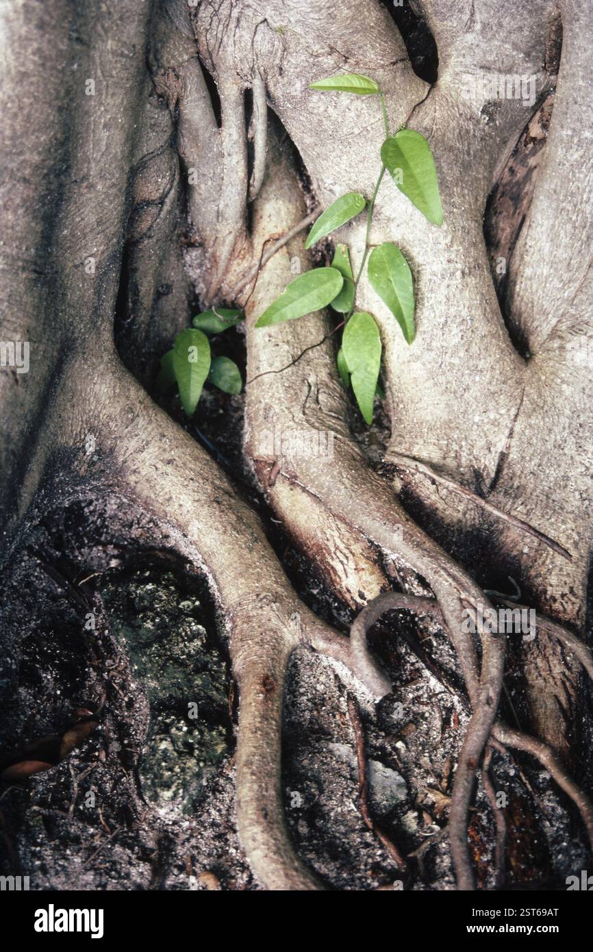 Banyan Tree and Trunk, Green leaves Stock Photo - Alamy