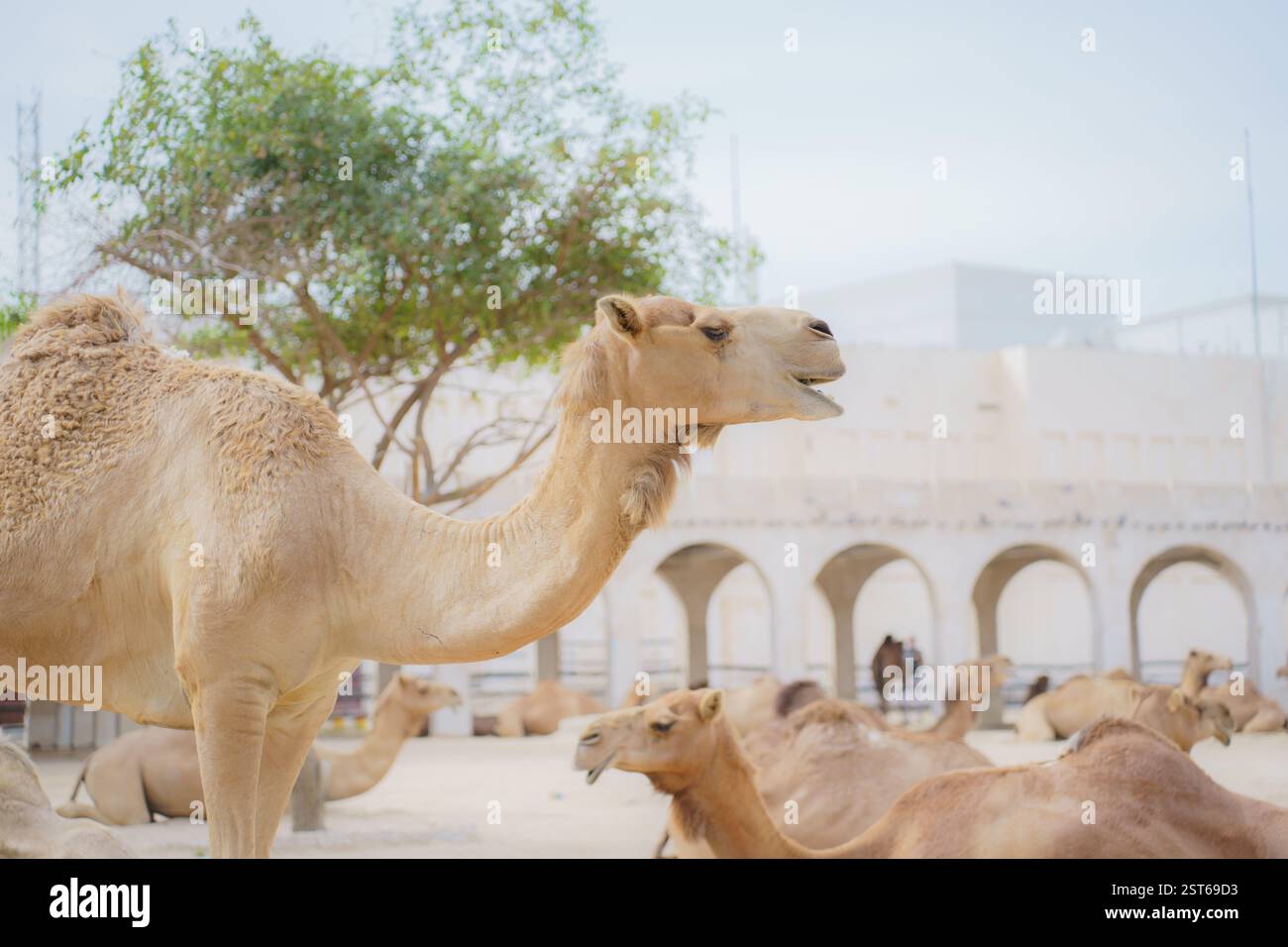 Close-up of a camel in a Middle Eastern market, with resting camels, a ...