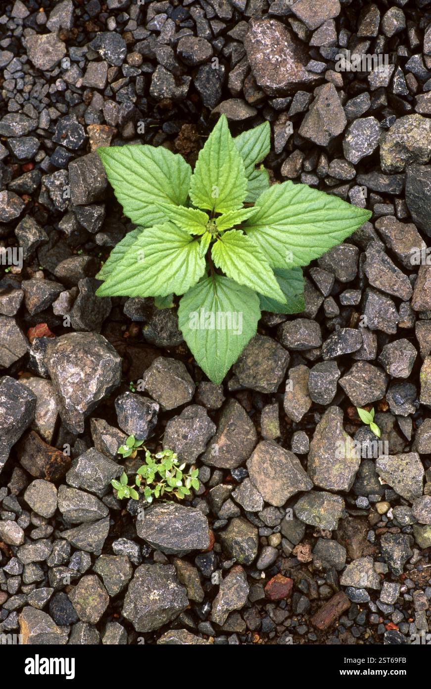 Leaf pattern, mahableshwar, maharashtra, india Stock Photo - Alamy