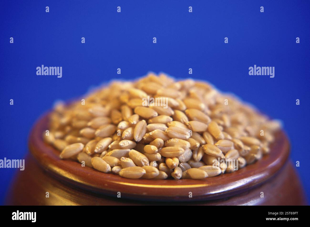 Winter wheat in pot hi-res stock photography and images - Alamy