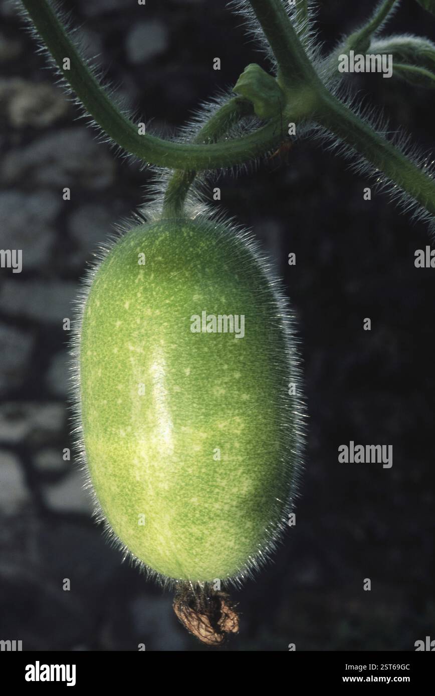 Vegetable, ash gourd, india Stock Photo - Alamy