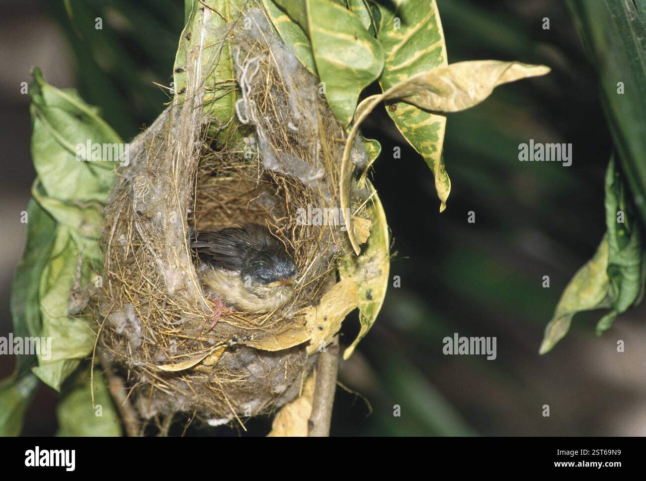 Birds, Ashy Wren Warbler Prinia socialis resting in Nest Stock Photo ...