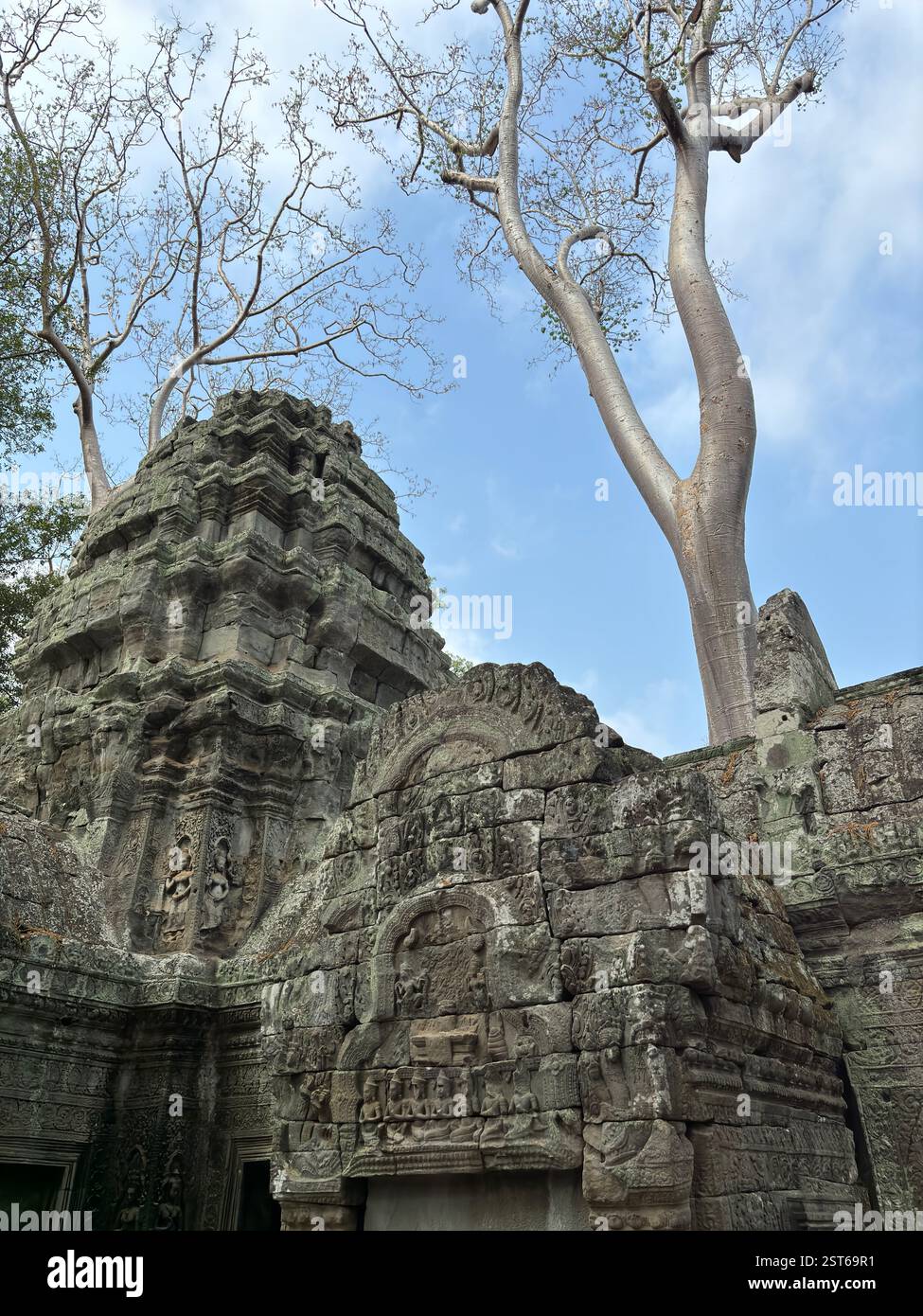 Ancient Trees and Ruins of Ta Prohm Temple, Angkor, Siem Reap, Cambodia ...