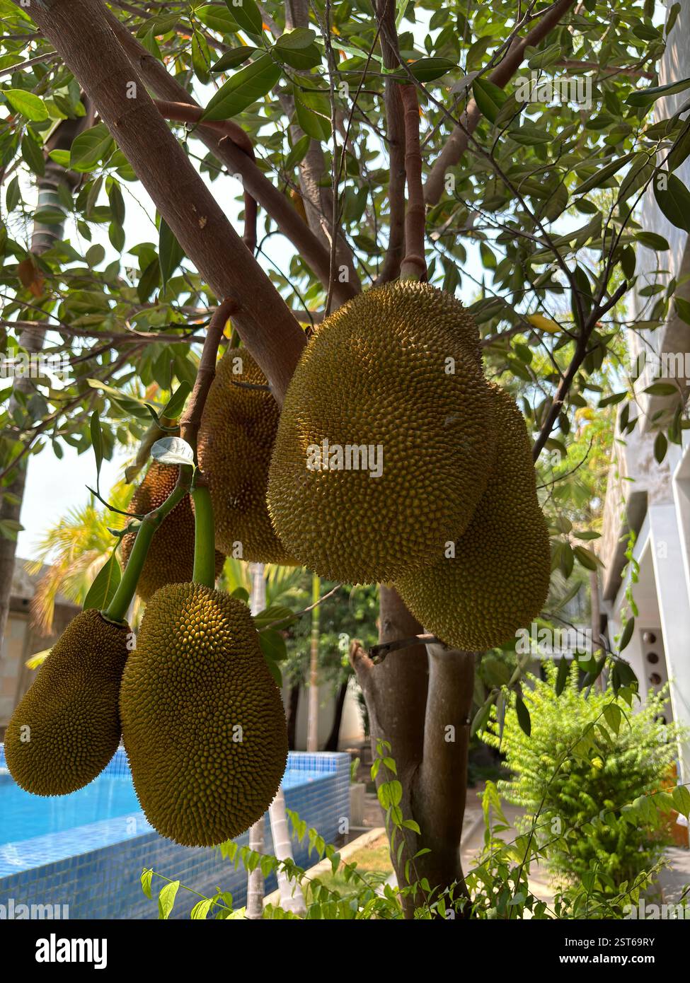 Lush Durian Tree Laden with Fruit in Cambodia Stock Photo - Alamy