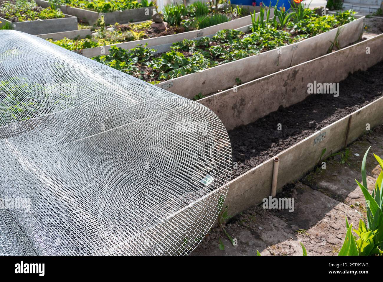 Metal netting against rodents. The mesh protects root crops from mice ...