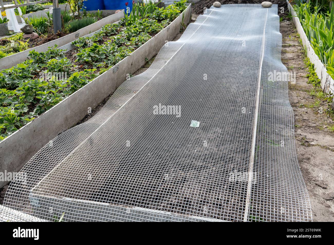 Metal netting against rodents. The mesh protects root crops from mice ...