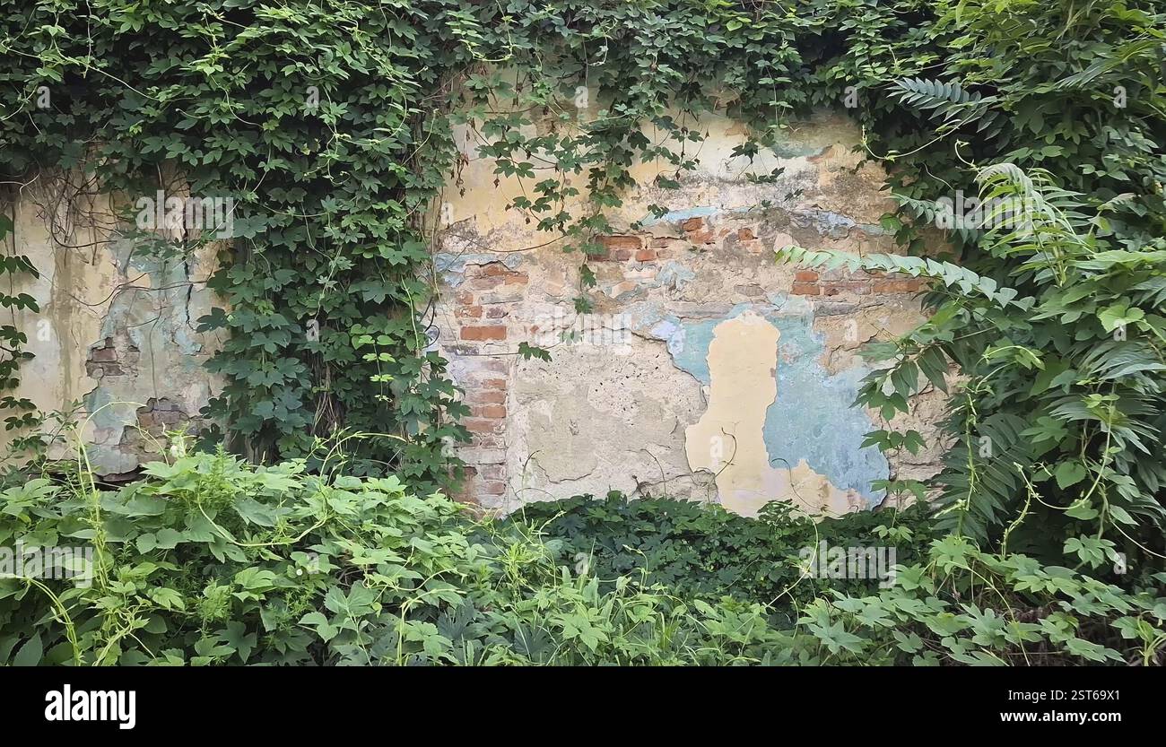 Creeping vegetation hanging on a grunge wall of an old building. Green ...