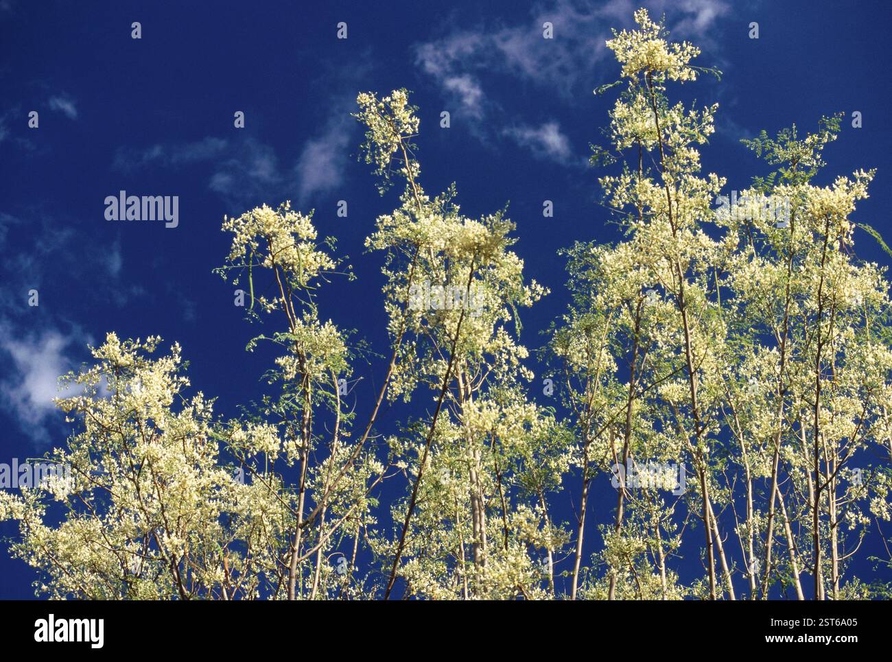 Horse Radish Tree, drumstick tree (Moringa oleifera), india Stock Photo ...