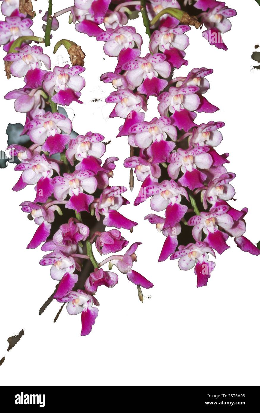 Orchid indian Common Foxtail Rhynchostylis retusa Stock Photo - Alamy