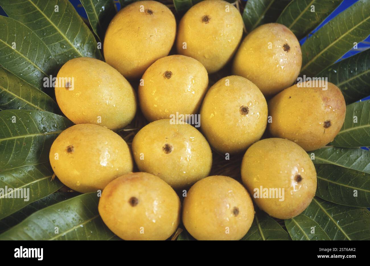 Fruits, Water drops on Alphanso Mangoes arrange on leaves Stock Photo ...