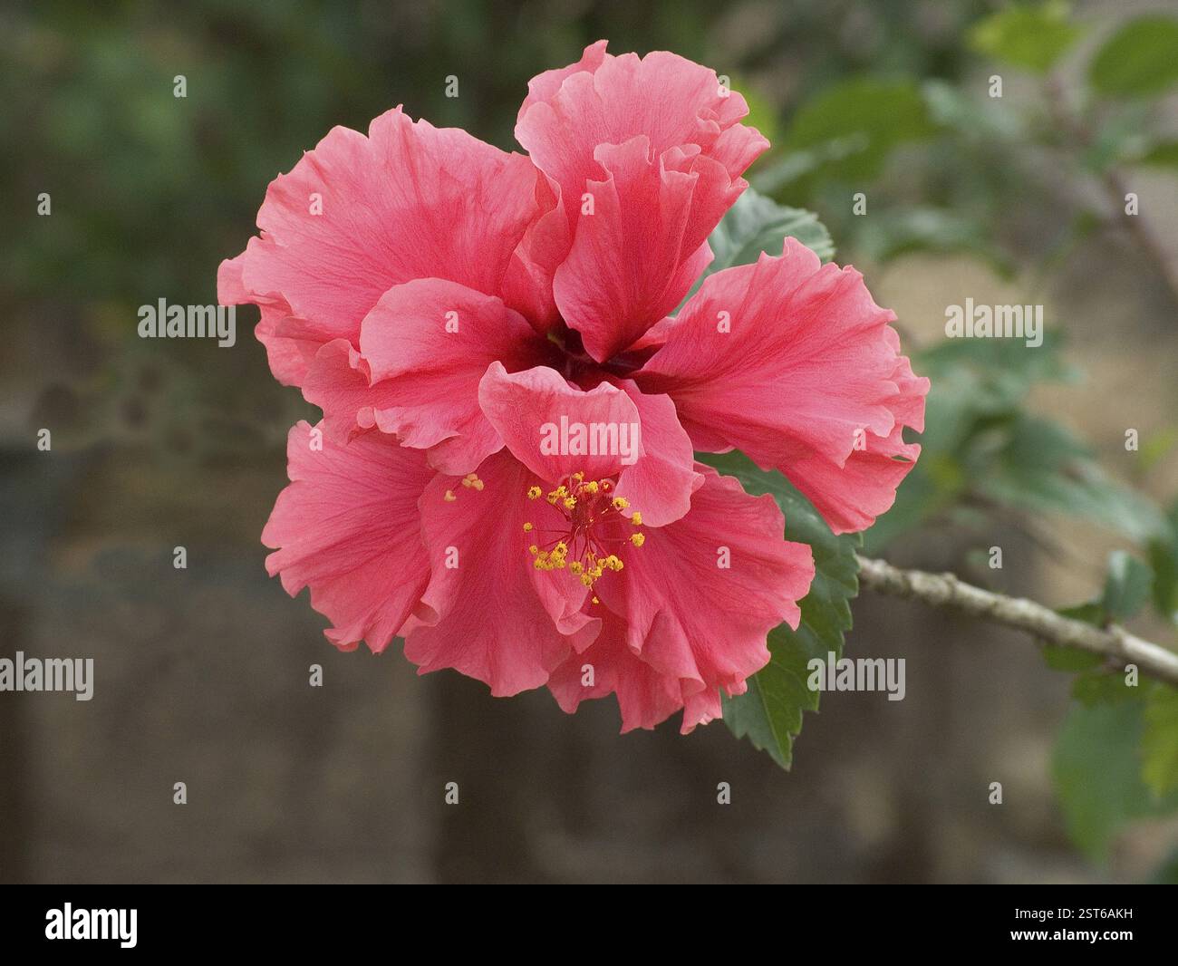 Hibiscus red color flower, Malshej Ghat, flamingo resort, Bombay Mumbai ...