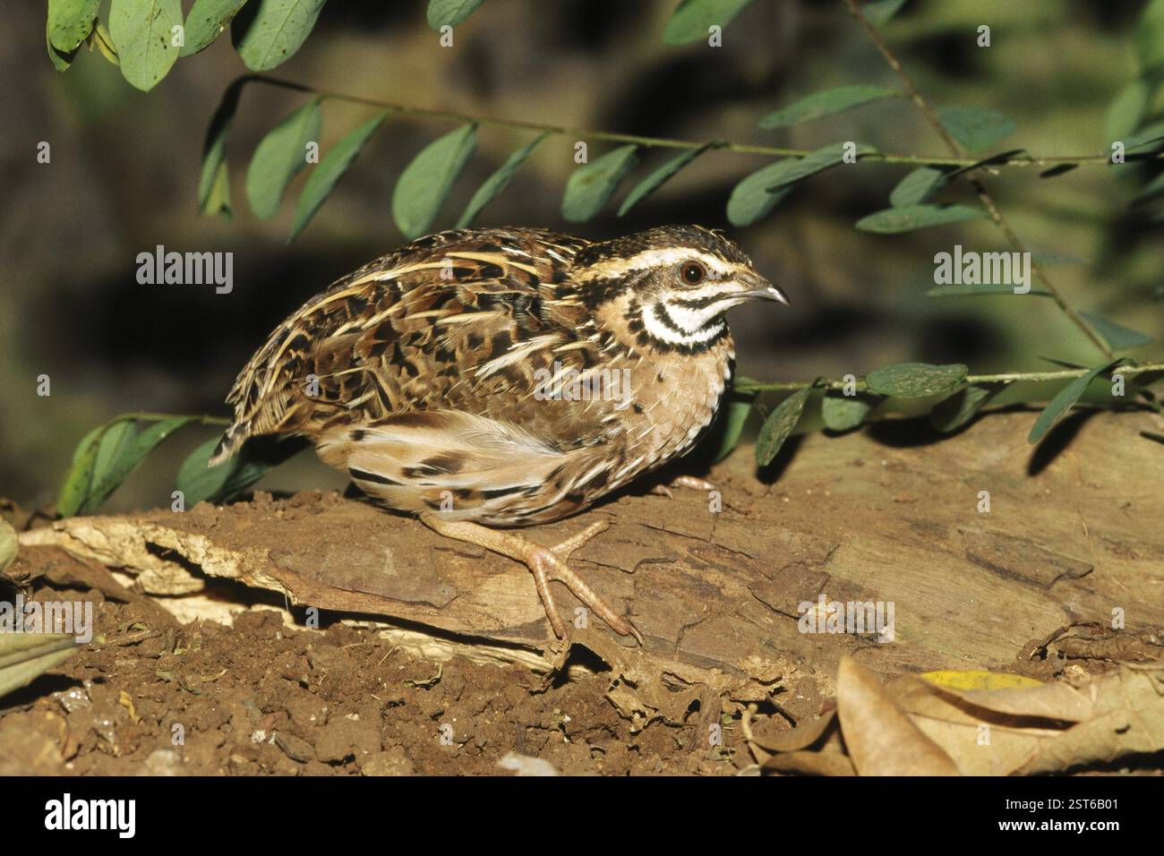 Indian birds black breasted hi-res stock photography and images - Alamy