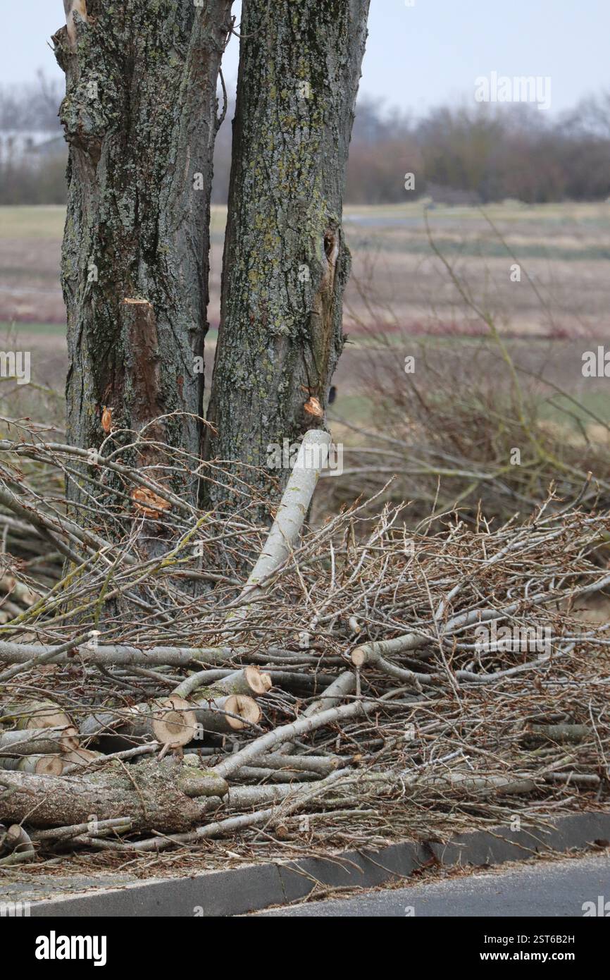 Cut back trees hi-res stock photography and images - Alamy