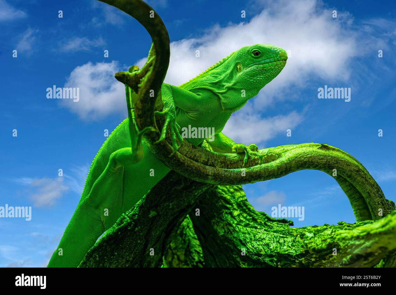 Lau banded iguana (Brachylophus fasciatus). Endemic to the Lau Islands ...