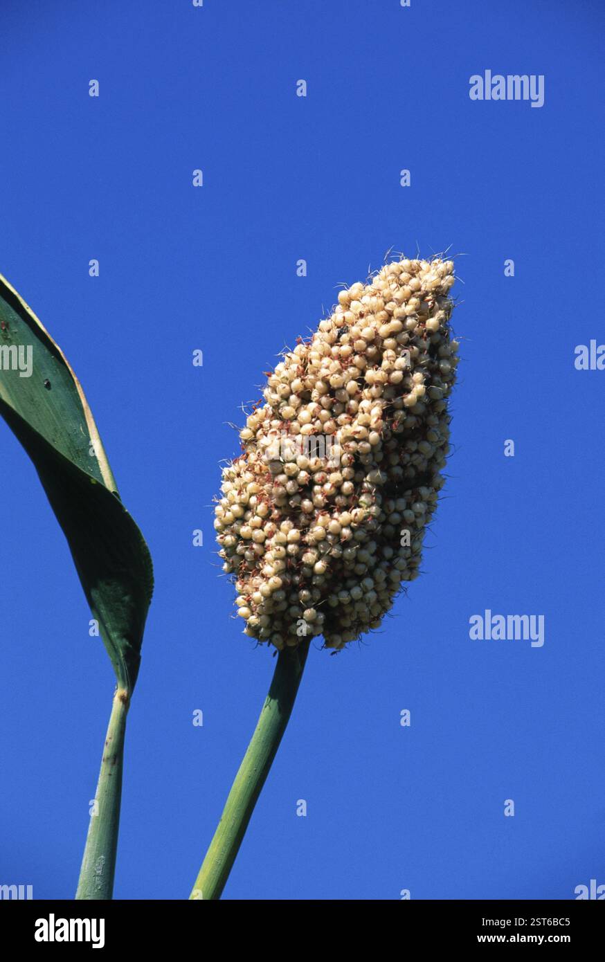 Close ups of cereal ear of jawhar crop, solapur, maharashtra, india ...
