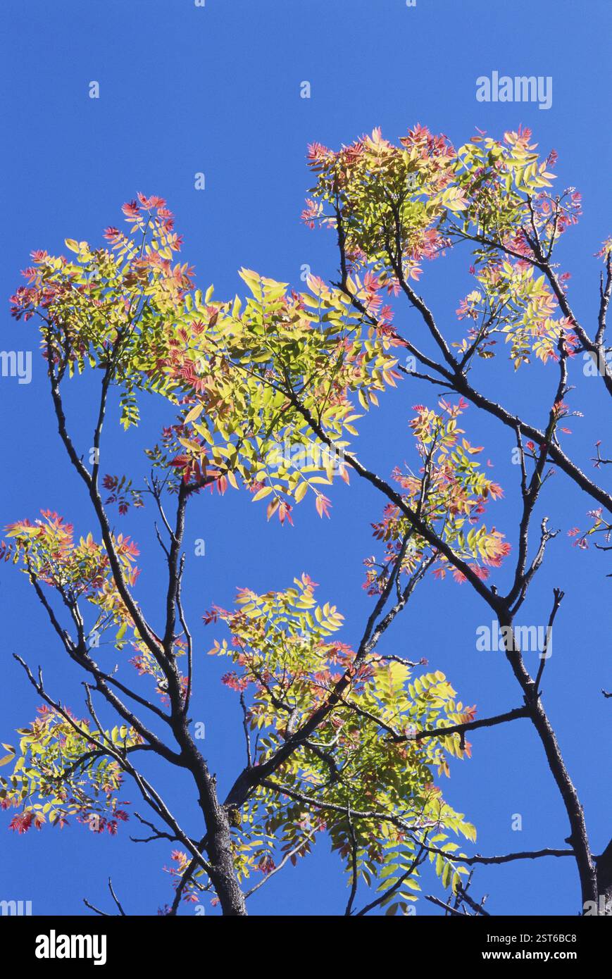 Tree scape, Kusum tree Stock Photo - Alamy