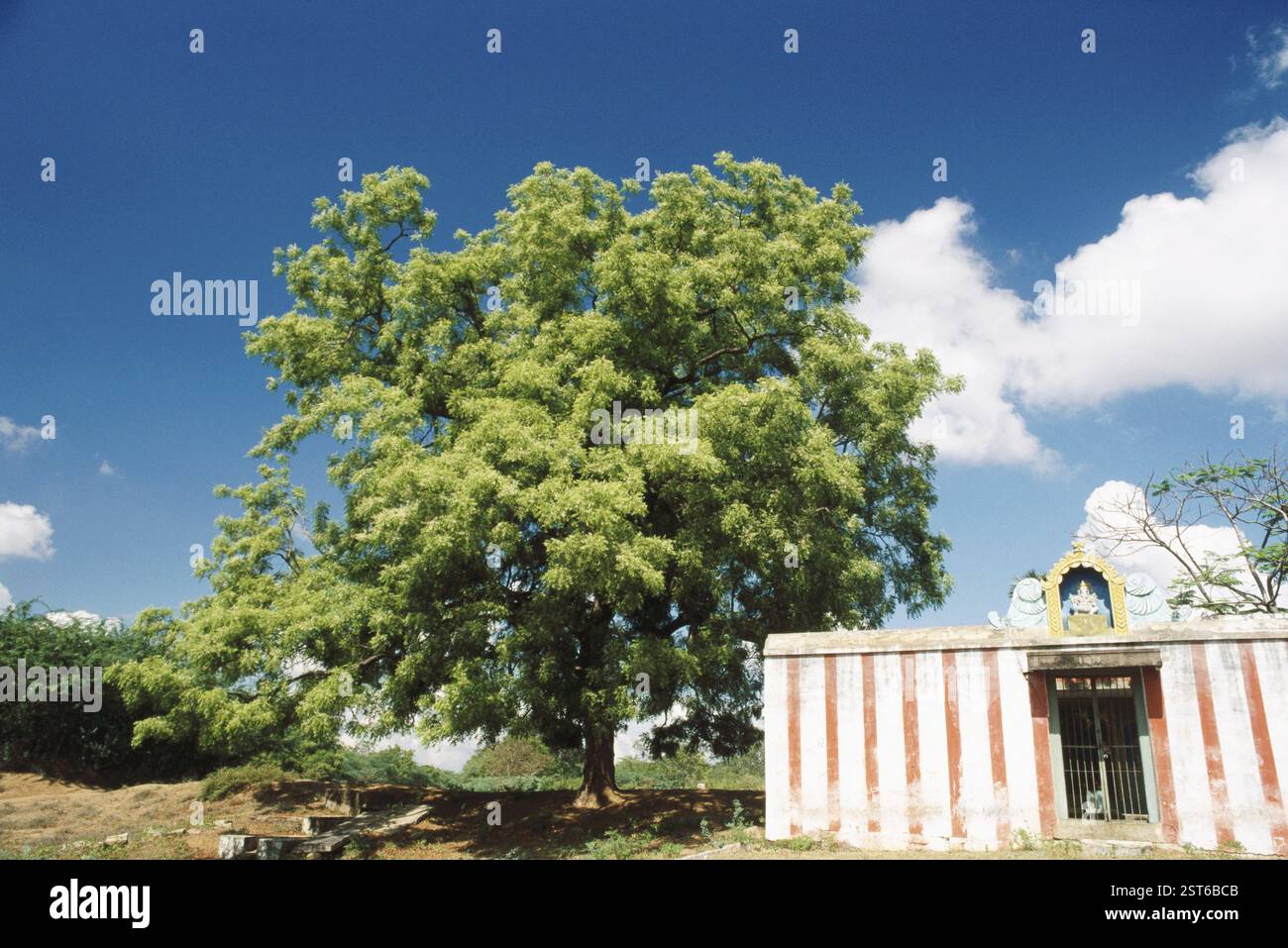 Neem tree bark hi-res stock photography and images - Alamy