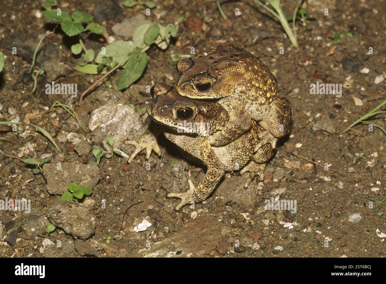 Amphibians, Frogs, Indian Common Toads Bufo melanostickus mating, india ...