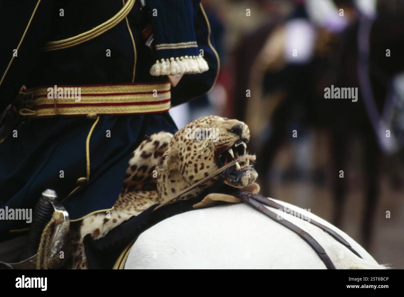 Leopard Head (Panthera Pardus) on Horse Saddle, Mysore, Karnataka ...