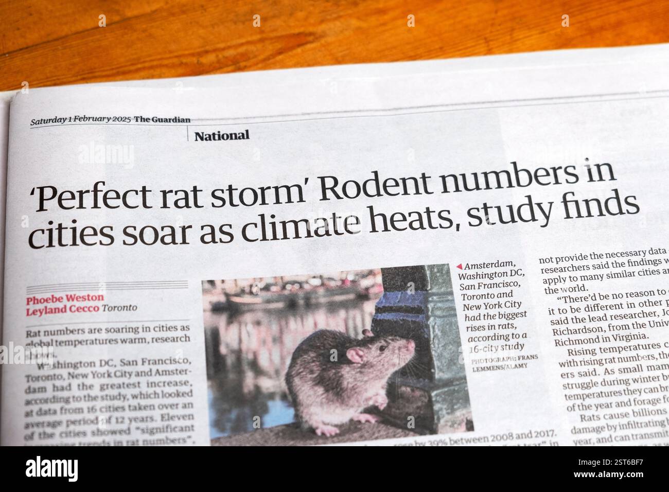 'Perfect rat storem' Rodent numbers in cities soar as climate heats ...