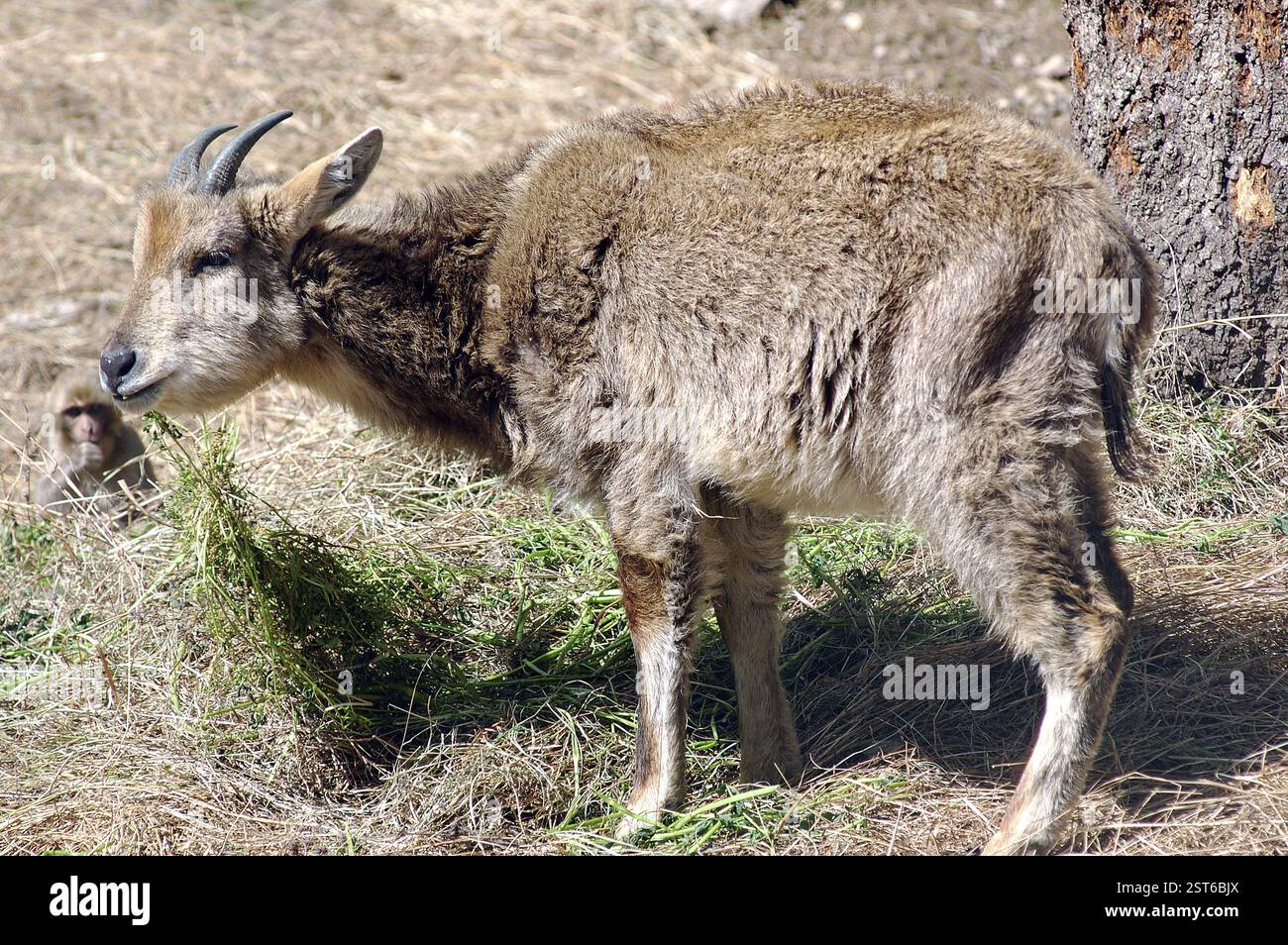 The Goral (Grey Goral, western to eastern Himalayas, Hindi Name (Ghoral ...