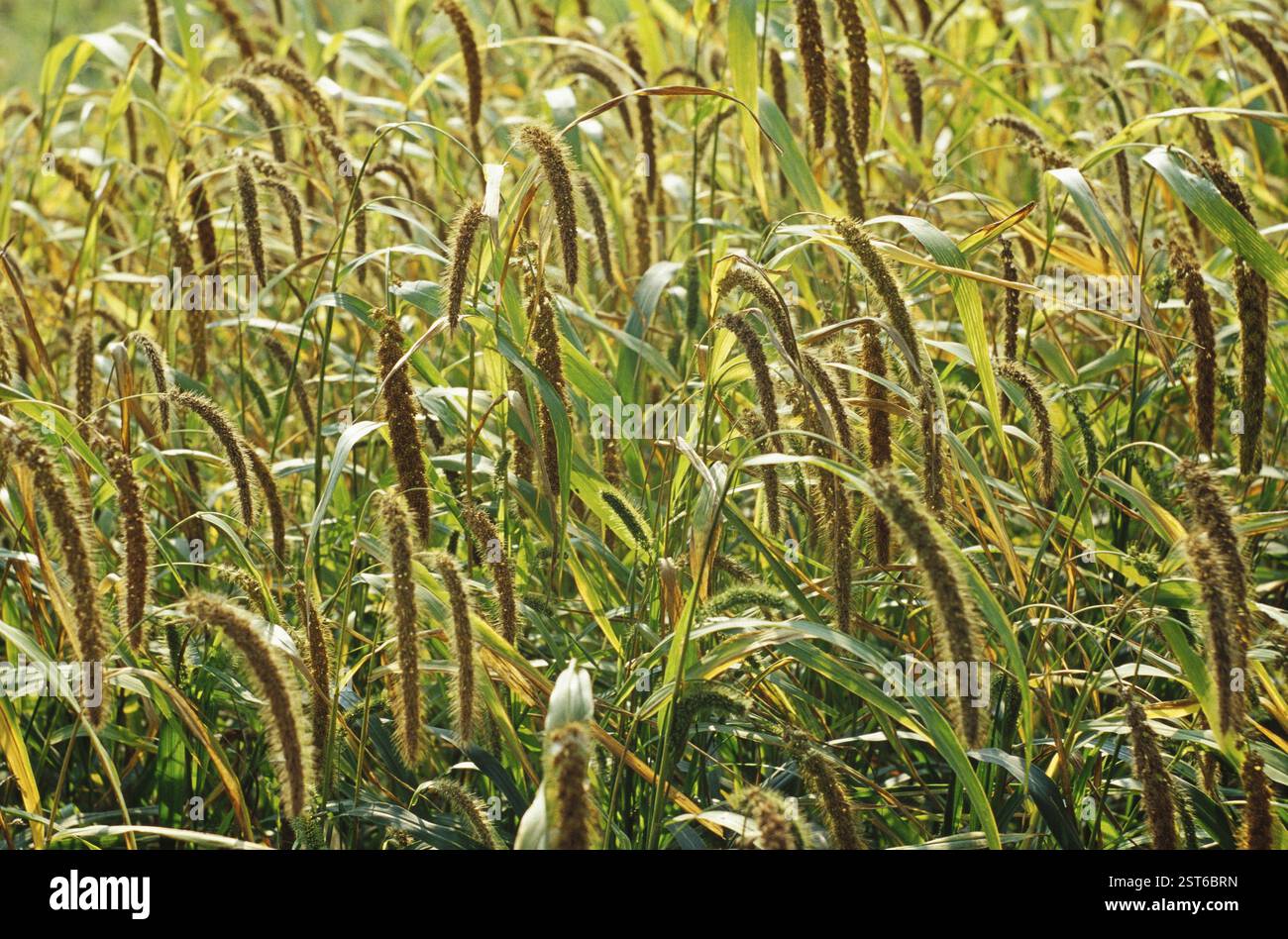 Foxtail Millet crops field, india Stock Photo - Alamy