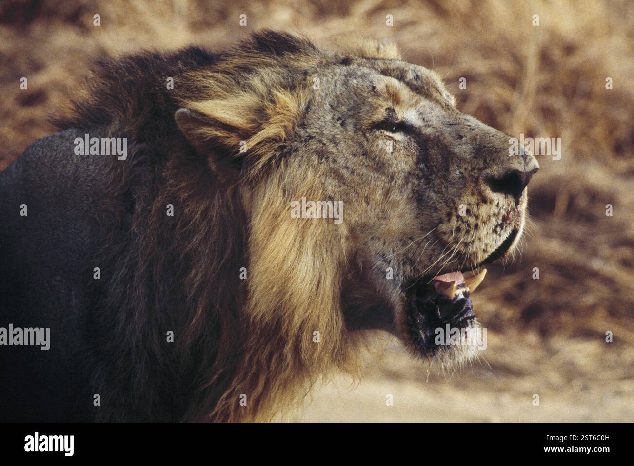 Lion (Panthera Leo), Gir Forest, Gujarat, india Stock Photo - Alamy