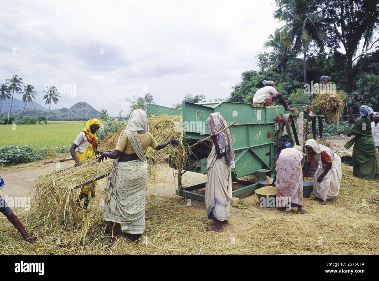 Women threshing paddy with machine, india Stock Photo - Alamy