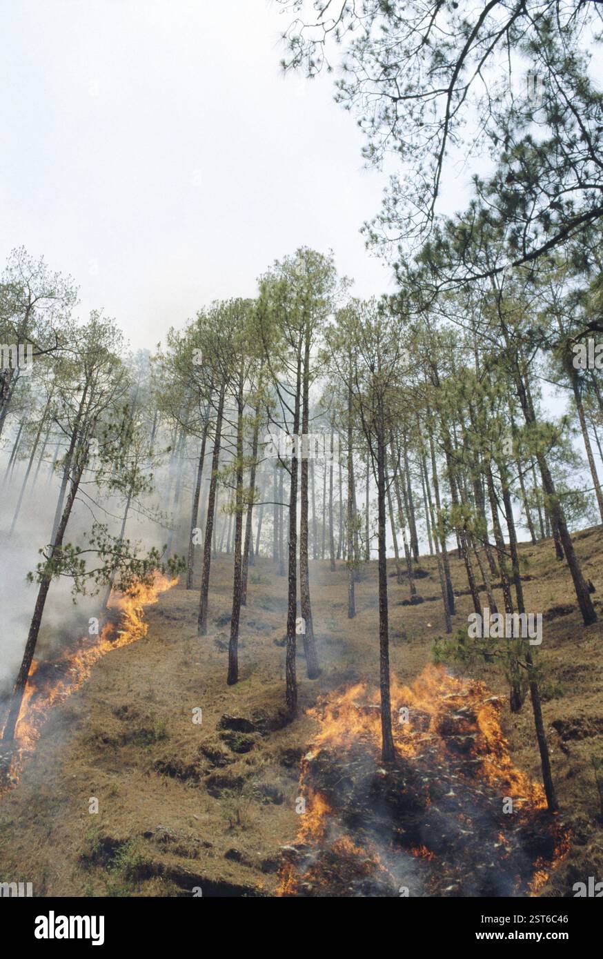 Forest Fire, uttaranchal, india Stock Photo - Alamy