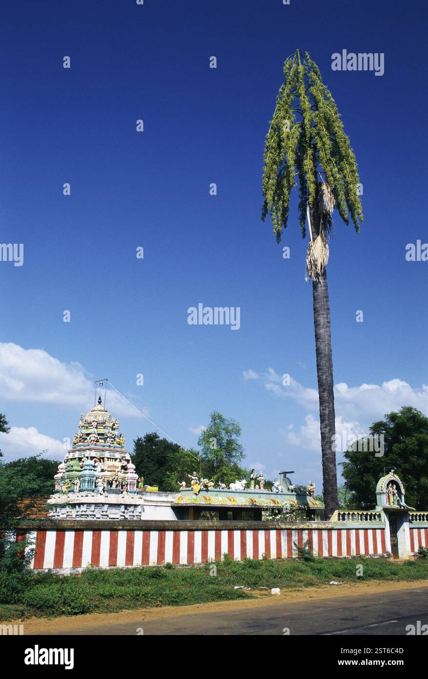 Talipot palm Corypha umbraculifera Linn at temple, India, Asia Stock ...